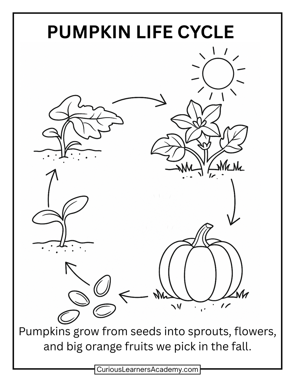 Free Pumpkin Life Cycle Coloring Page | Fall Plant Science Printable f ...